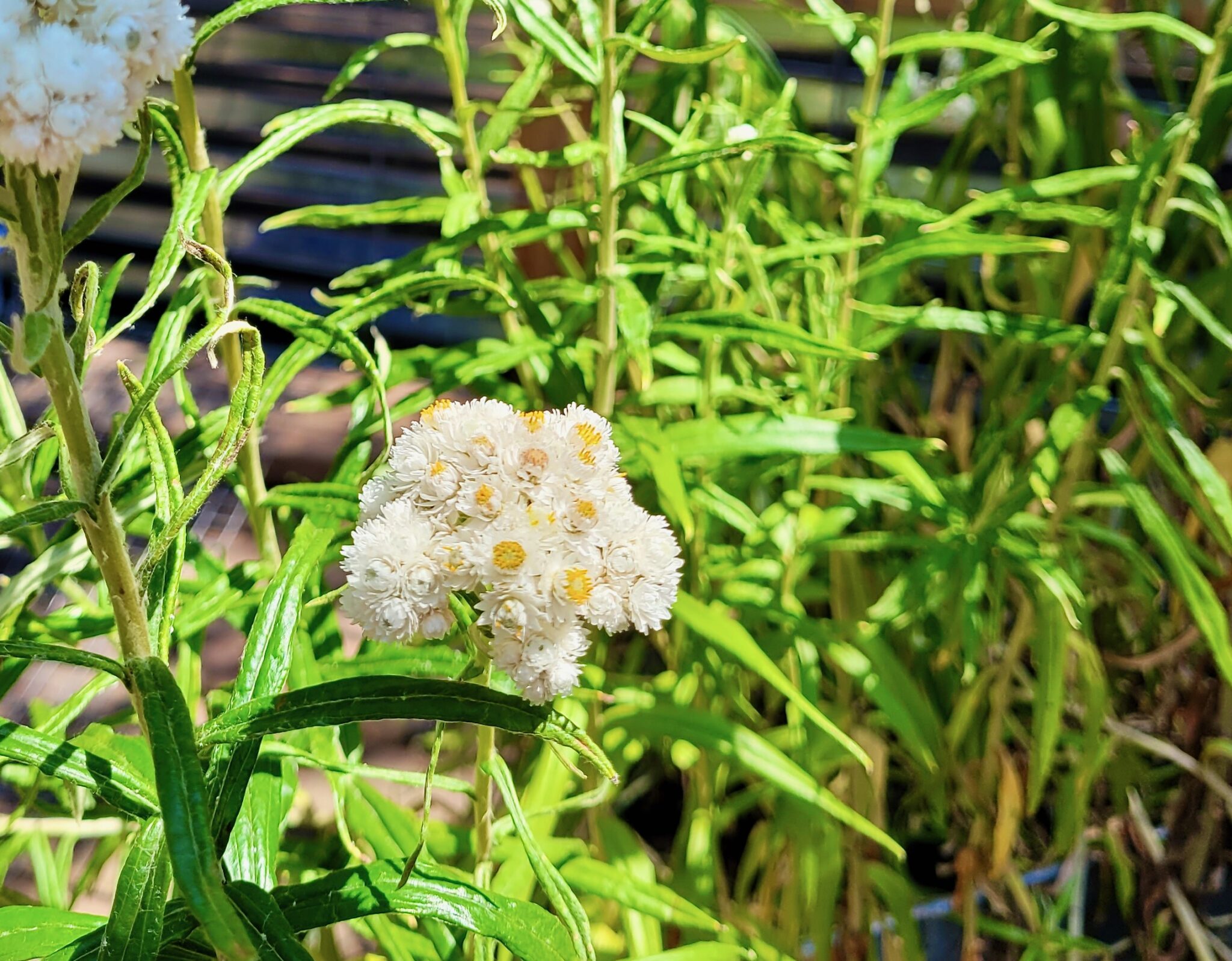 Medicinal Benefits of the Pearly Everlasting Plant - Wired Homestead