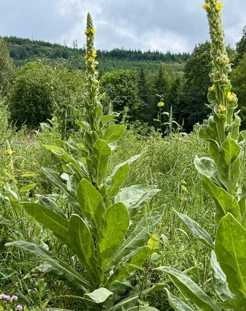 What is Mullein? Medicinal Properties of the Mullein Plant