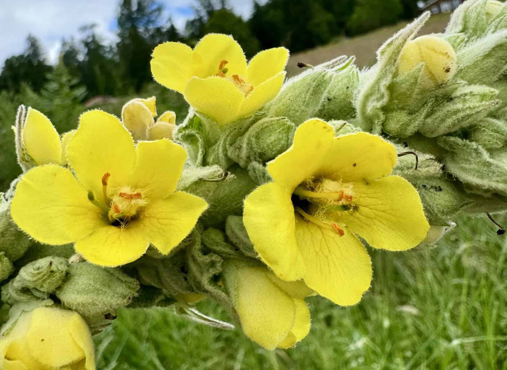 What is Mullein? Medicinal Properties of the Mullein Plant