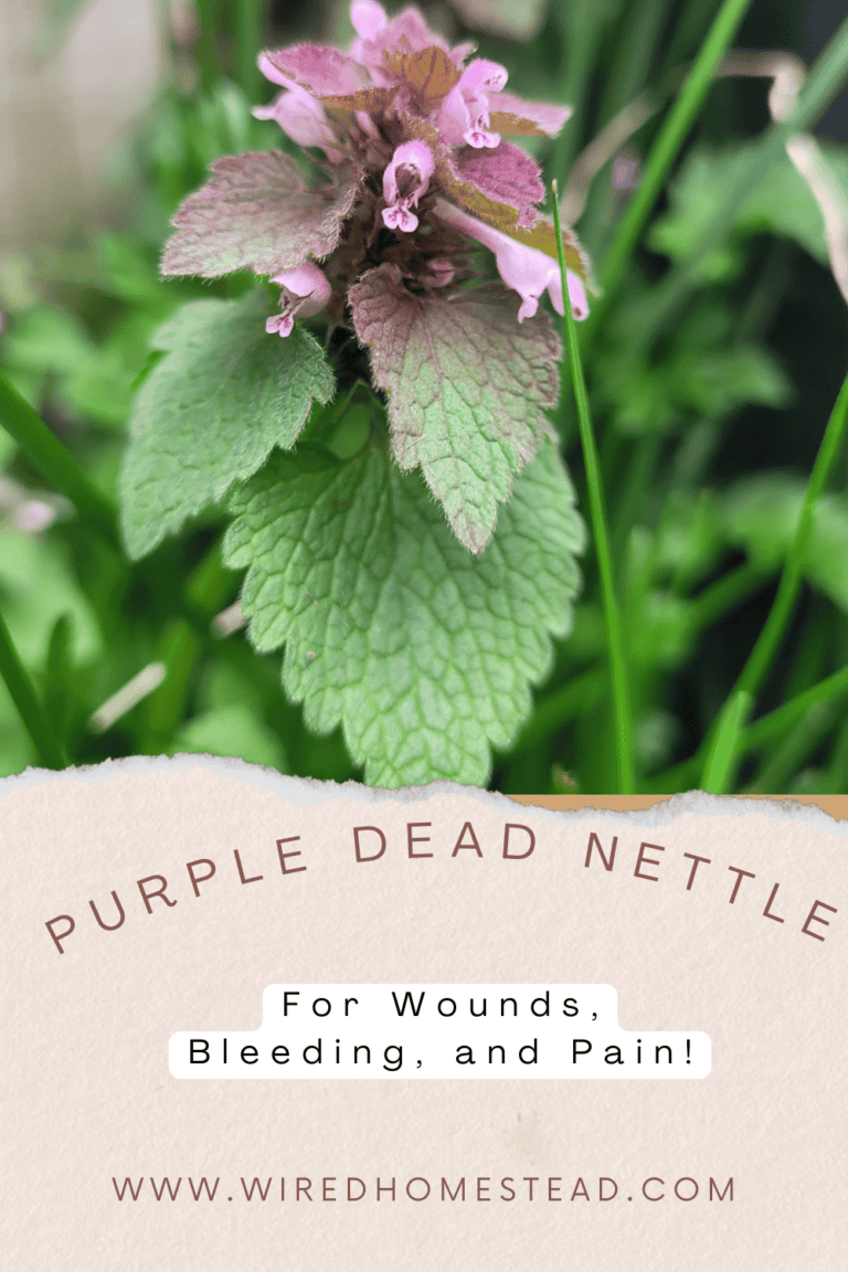 Medicinal Properties of Purple Dead Nettle - More Than a Weed