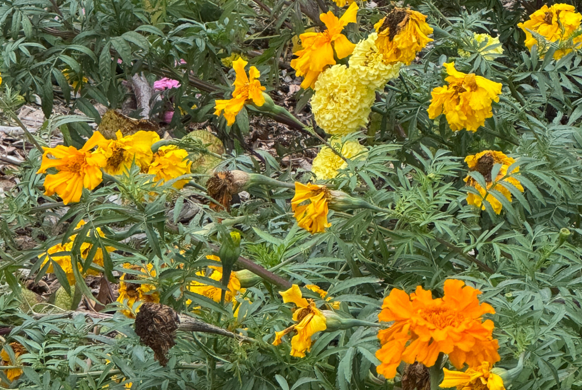 How to Save Marigold Seeds (5 Easy Steps for Free Flowers) - Wired Homestead