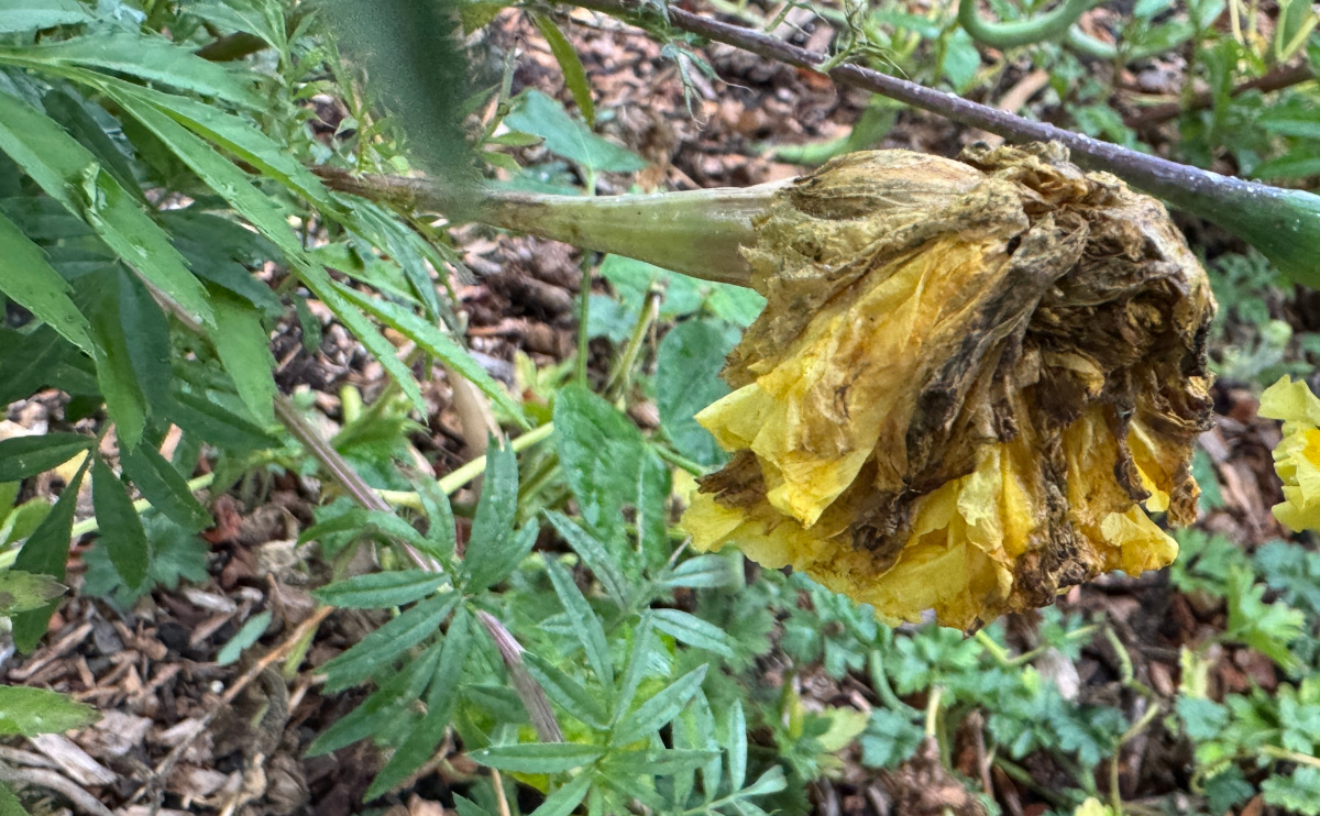 How to Save Marigold Seeds (5 Easy Steps for Free Flowers) - Wired ...