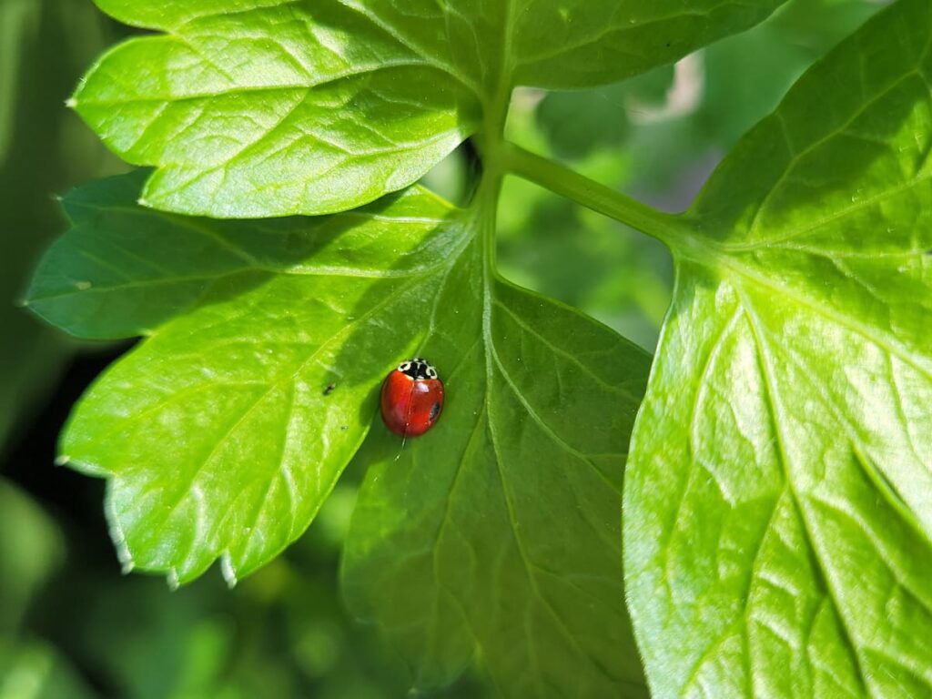 Natural Remedies for Garden Pests: Simple Things That Work - Wired ...