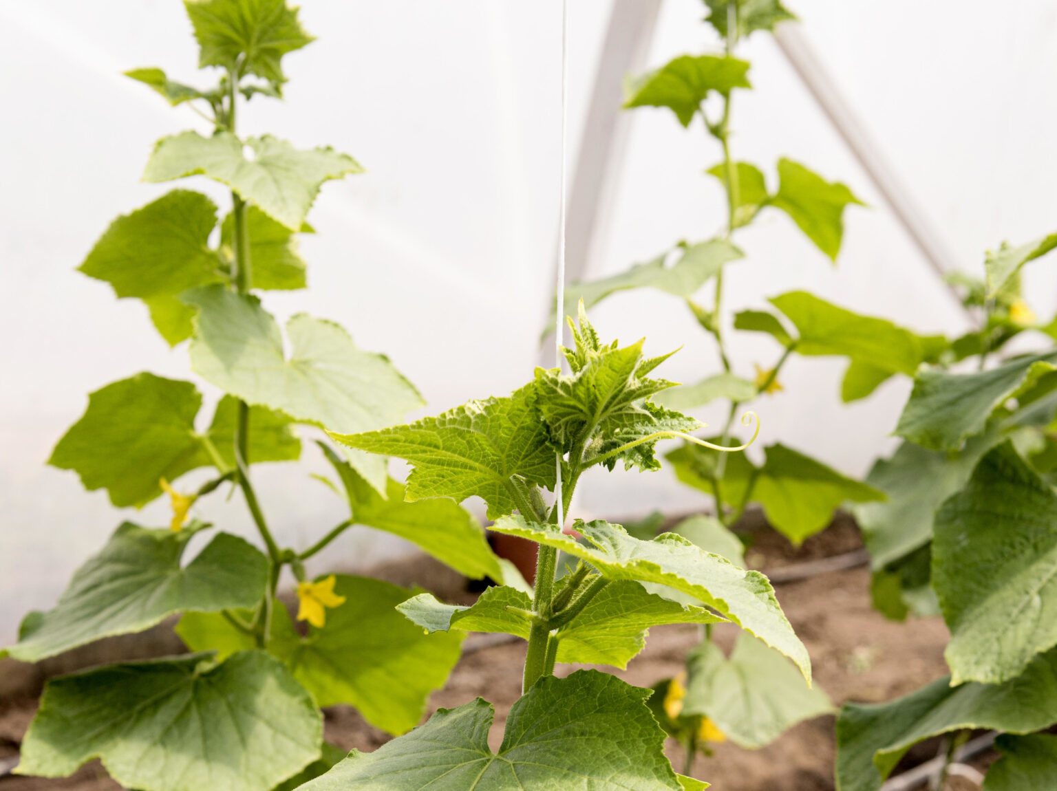 How To Grow Cucumbers Vertically In Small Spaces for Big Yields